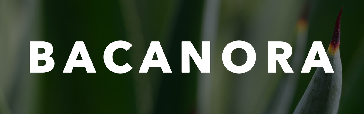 Bacanora